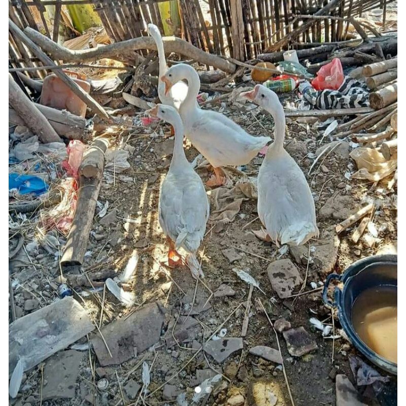 Jual Telur ayam angsa (Banyak) | Shopee Indonesia