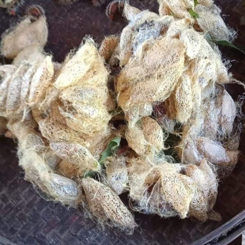 Jual Kepompong Alpukat (Entung Alpukat) | Shopee Indonesia