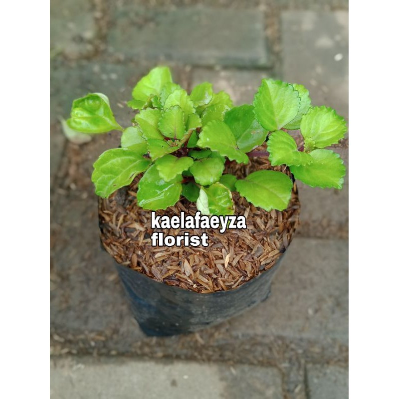 Jual tanaman hias bunga miana mini hijau daun tebal | Shopee Indonesia
