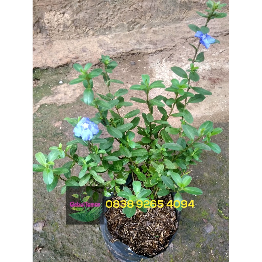 Jual Jual Tanaman bunga baby blue eyes - Nemophila menziesii Murah ...