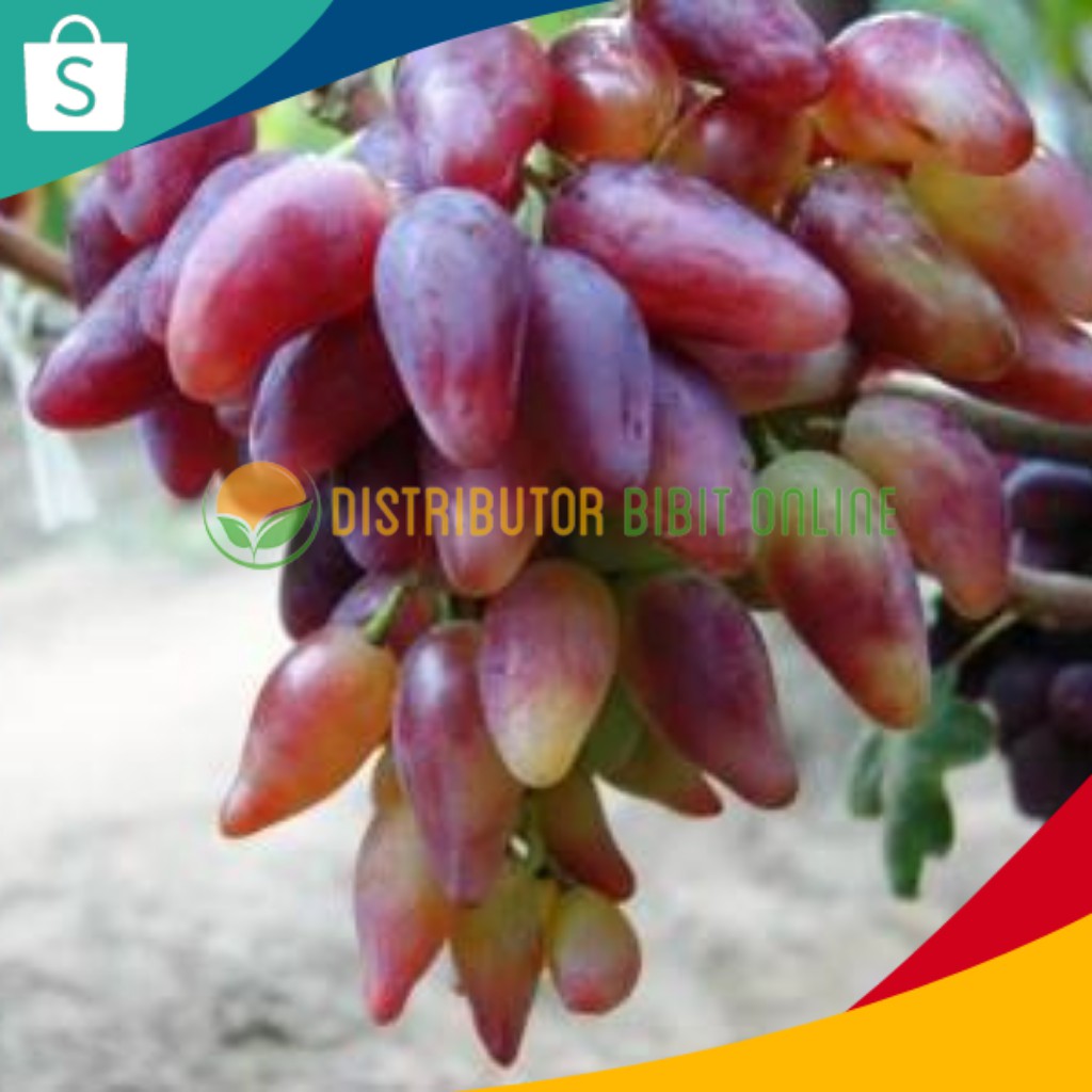 Jual PROMO! Bibit Anggur Import Dubovsky Pink Pink Original Grafting ...