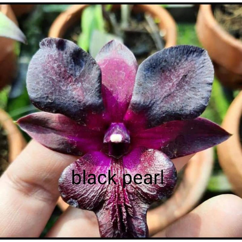 Jual anggrek dendrobium black pearl dewasa | Shopee Indonesia
