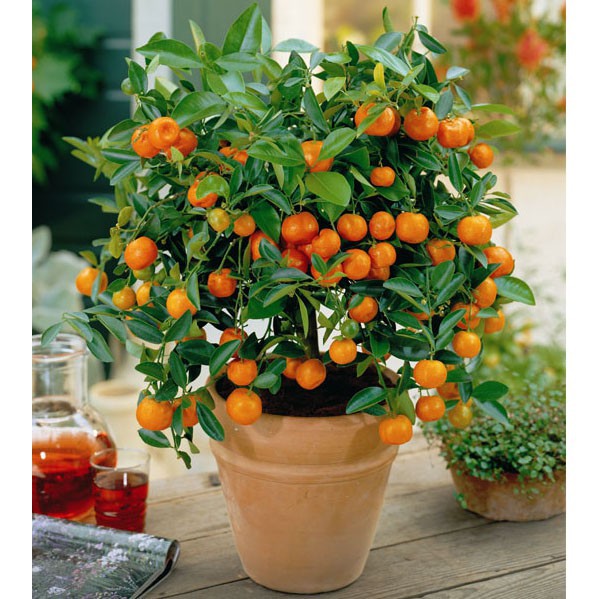 Jual Bibit Benih Biji Buah Jeruk Mandarin Ponkam Manis Orange Fruit ...