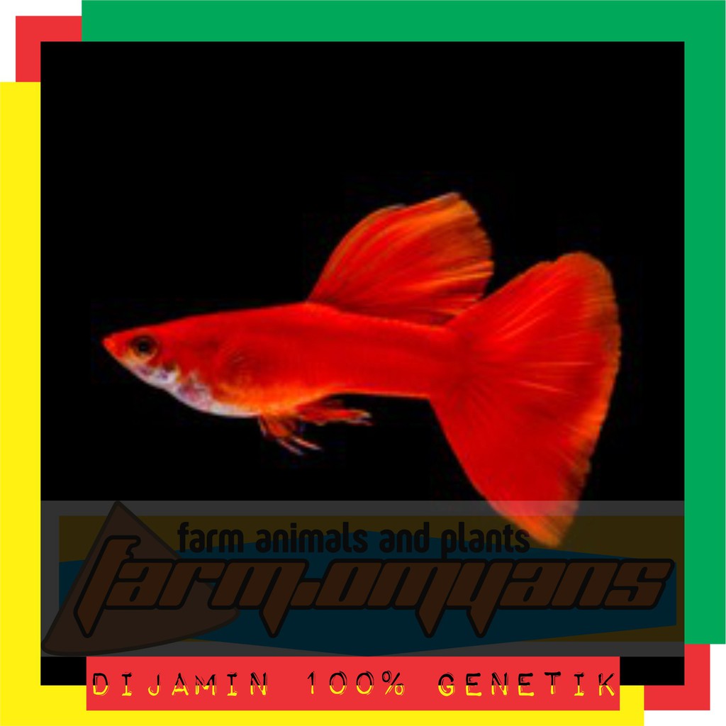 Jual Ikan Guppy AFR Albino Full Red Indukan 100% Genetik | Shopee Indonesia