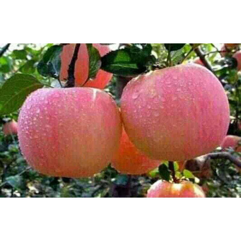 Jual bibit apel fuji super cangkok benih pohon tanaman buah di dalam ...