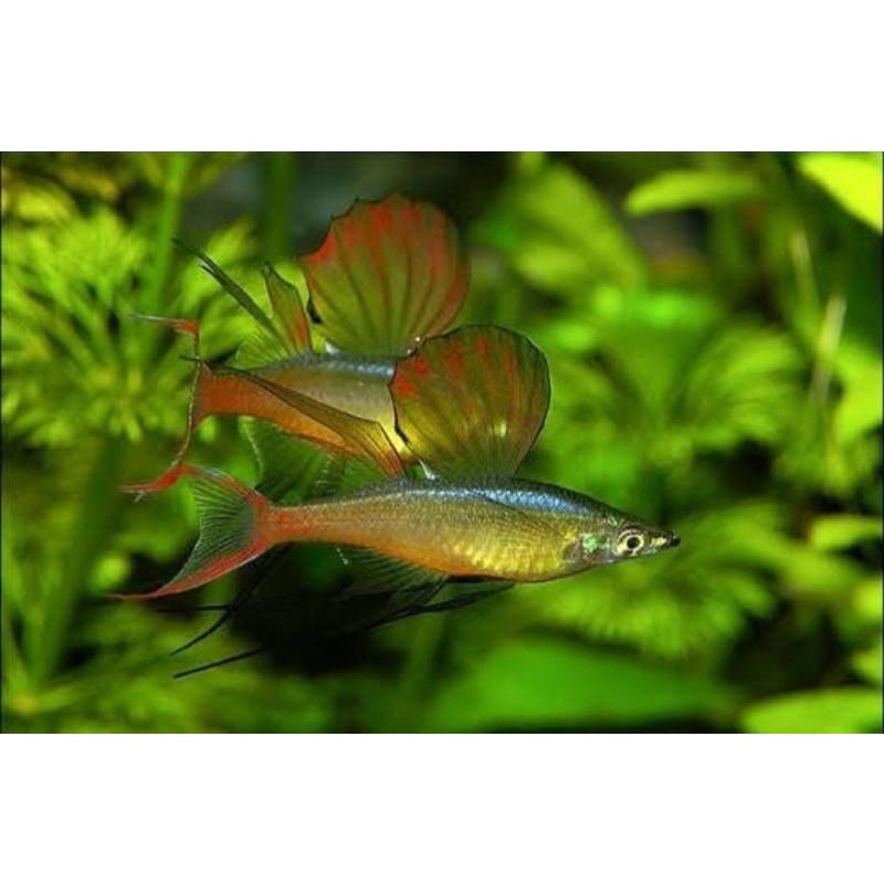 Jual Iriana terina / Tetra | Shopee Indonesia
