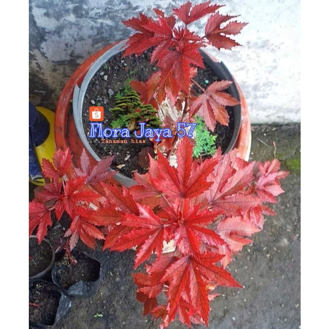 Jual RED PANAMA/ RED MAPLE LOKAL (PAKET 10 POHON) | Shopee Indonesia