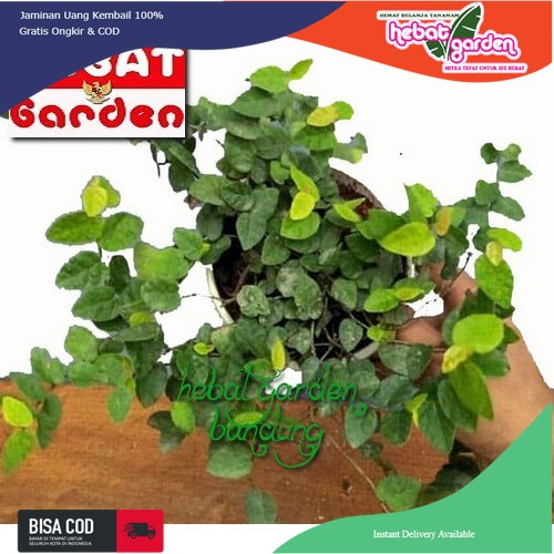 Jual Tanaman Rambat dolar hias daun kecil - ficus pumila | Shopee Indonesia
