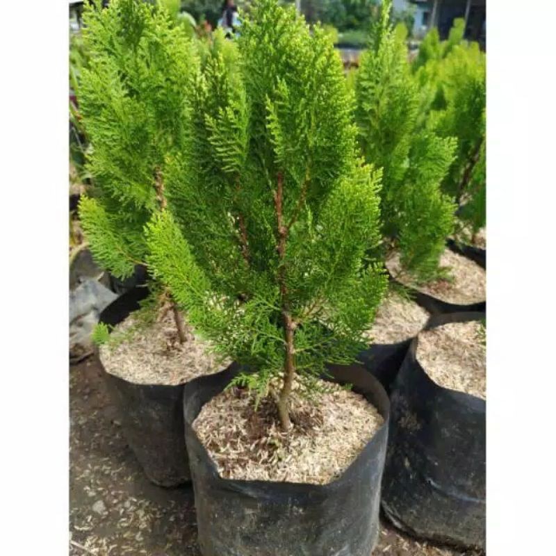 Jual Tanaman Hias Cemara Kipas Murah Daun Rimbun | Shopee Indonesia