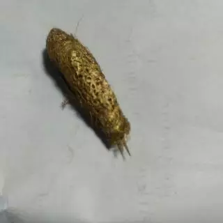 Jual wesi kuning Harga Terbaik & Termurah Februari 2025 | Shopee Indonesia