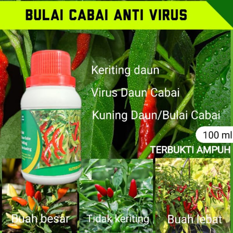 Jual obat cabe pupuk cabai bulai cabai anti keriting patek mengatasi ...