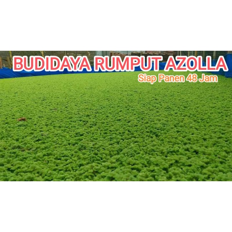 Jual Rumput Azolla - Benih Bibit Azolla 1 kg Pakan Ternak Alternatif ...