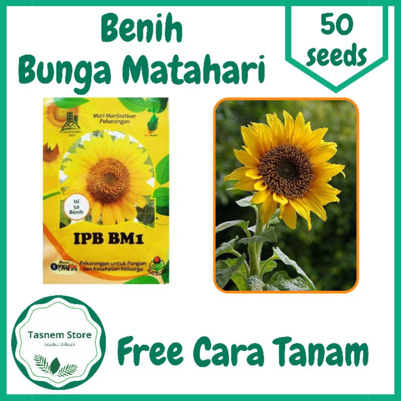 Jual Pohon Tanaman Hias Biji Benih Bibit Kuaci Bunga Matahari Ipb Bm1 Besar Jumbo Hidup | Shopee ...