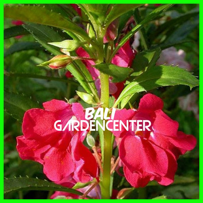 Jual Isi 100 Benih Biji Bunga Pacar Air - Pacar Air Merah | Shopee ...