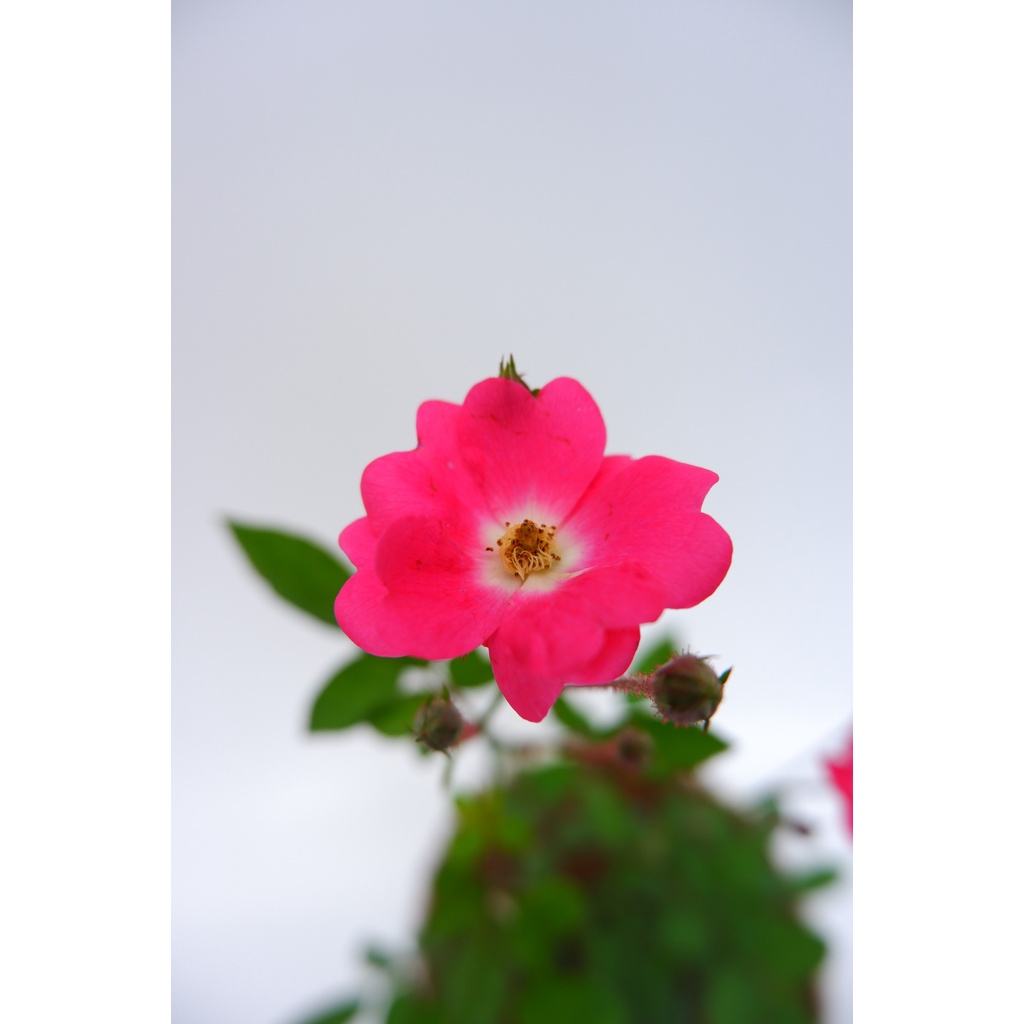 Jual Bunga Mawar Rambat - Sudah Berbunga - Climbing Rose - Tanaman Hias ...