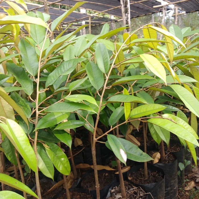 Jual Bibit Durian Tembaga Okulasi/ Pohon Durian Emas Bangka Hasil ...
