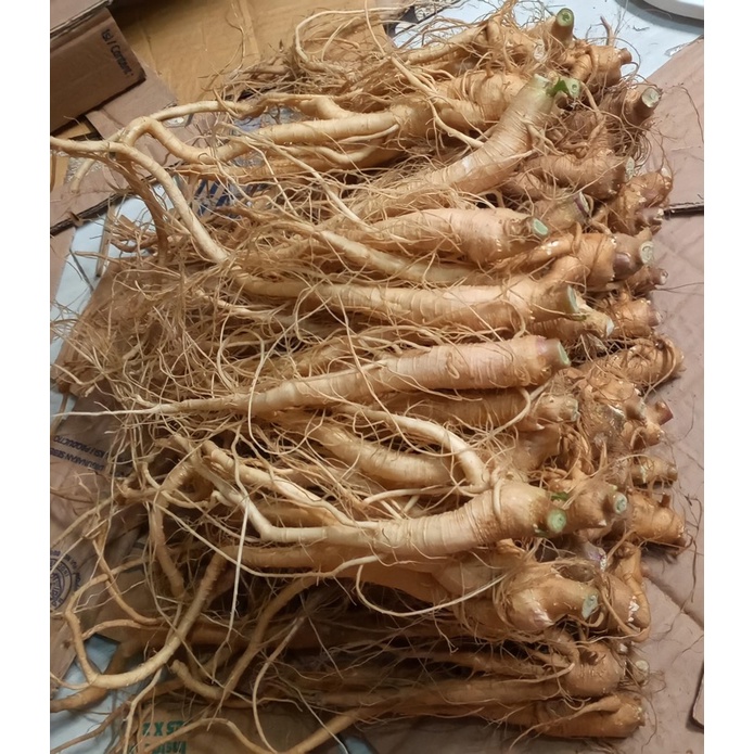 Jual 3 Ginseng Merah Korea (Paket Hemat) | Shopee Indonesia
