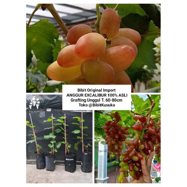 Jual Bibit import ANGGUR EXCALIBUR ORIGINAL Paling cepat berbuah Rasa ...