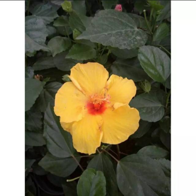 Jual Tanaman hias bunga sepatu warna kuning - tanaman hibicus bunga ...