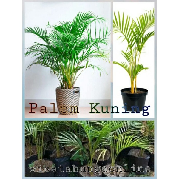Jual Tanaman Hias Palem kuning/Dypsis lutescens | Shopee Indonesia