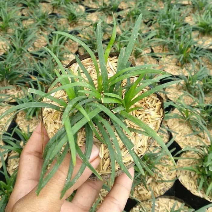Jual Tanaman Kucay kucai mini tanaman pengganti rumput | Shopee Indonesia