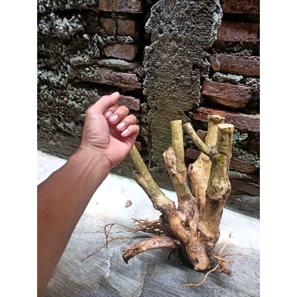 Jual bahan bonsai lantana atau kacente bunga ping | Shopee Indonesia
