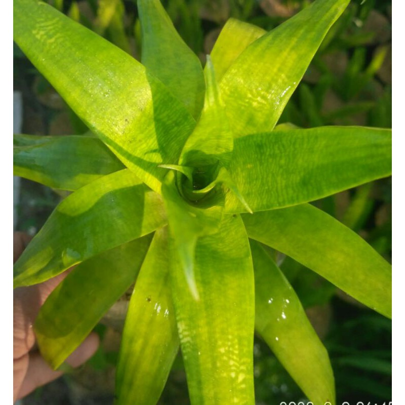 Jual tanaman hias Bromelia vriesea ospinae/bromelia kuning/Bromelia ...
