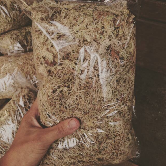 Jual Media Anggrek Spagnum Moss atau Moss Putih 100 gram | Shopee Indonesia