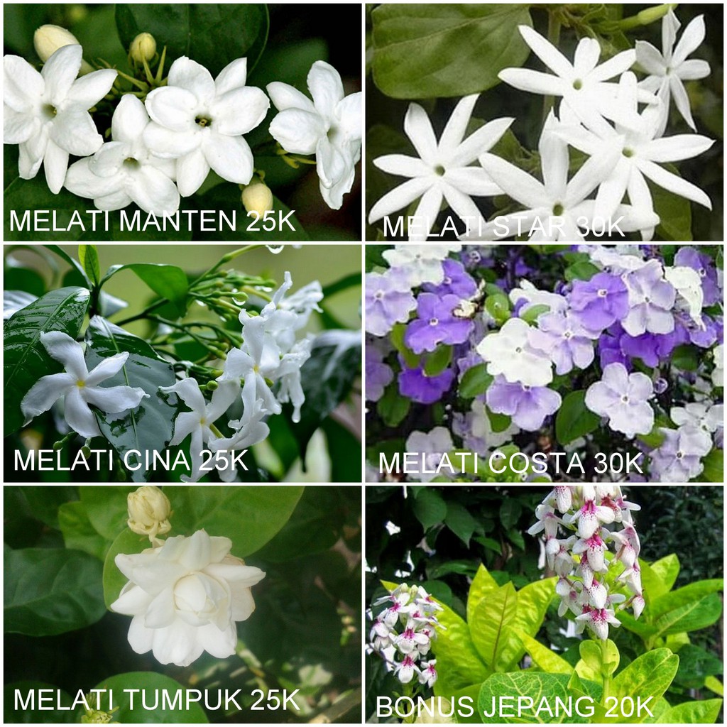 Jual Tanaman Hias Bunga Melati - Melati Wangi - Bibit Tanaman Hias ...