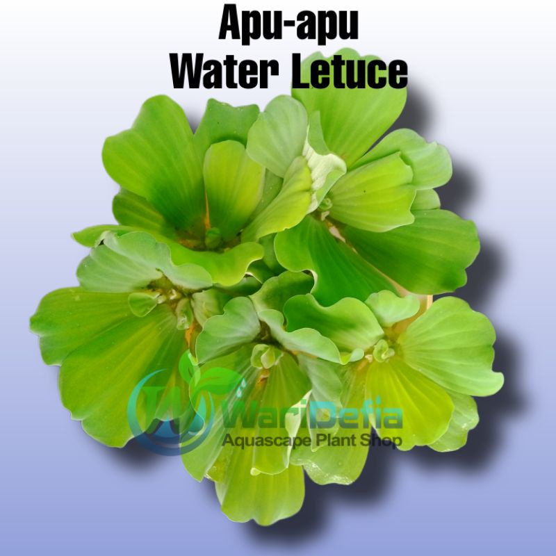 Jual Water Letuce Apu Apu Tanaman ApungKolam Akuarium | Shopee Indonesia