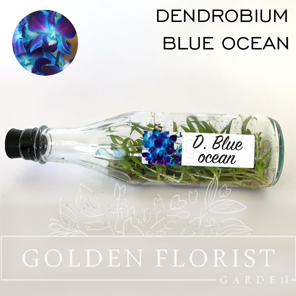 Jual BENIH ANGGREK BOTOL DENDROBIUM BLUE OCEAN - DENDROBIUM MURAH ...
