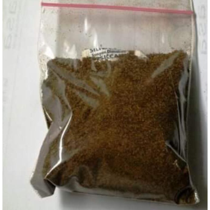 Jual 1 ONS BENIH BIJI KAYU POHON JABON MERAH SAMAMA | Shopee Indonesia