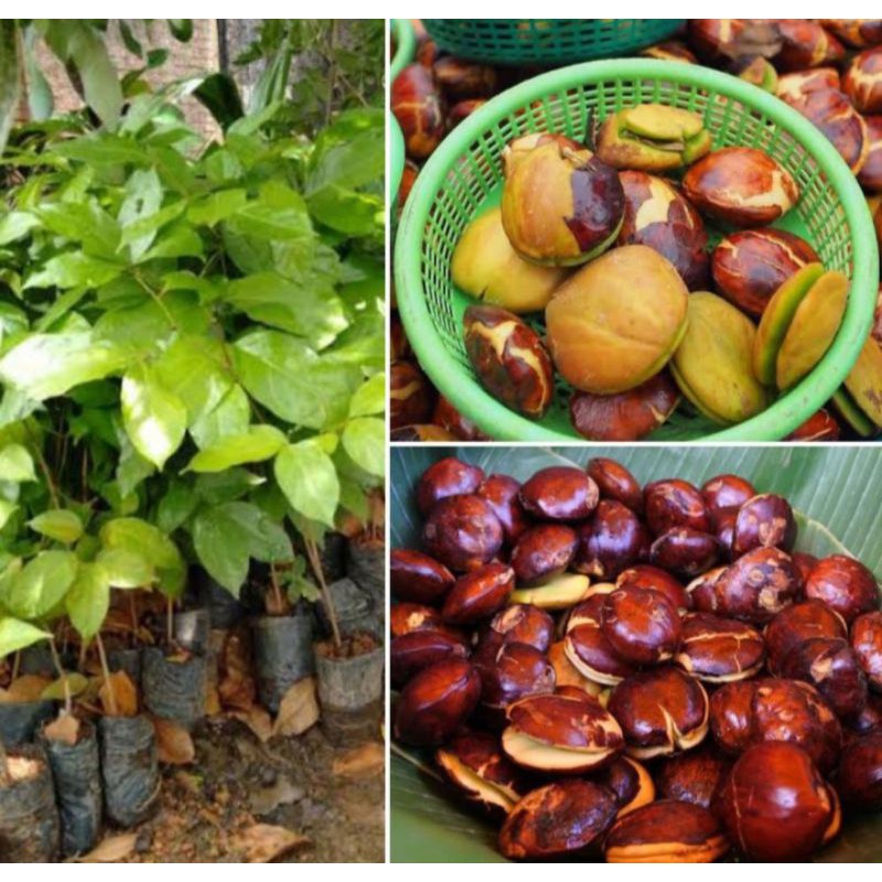 Jual bibit jengkol pohon tanaman jengkol jengkol isi 3 jengkol | Shopee ...
