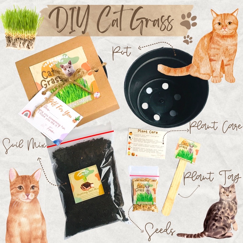 Jual DIY Rumput Kucing / DIY Cat Grass / Hampers Ulang Tahun ...