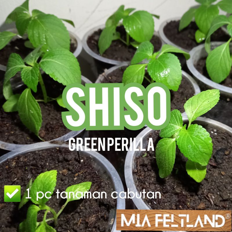 Jual Tanaman cabutan, Biji dan Daun segar Shiso Green Perilla Korean ...