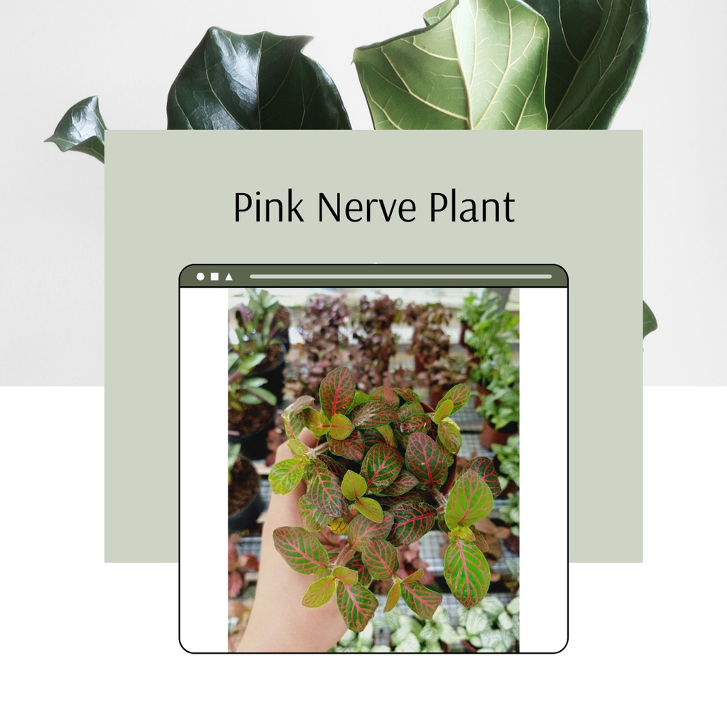 Jual Tanaman Fittonia Pink Nerve Plant Tanaman Hias Import Fittonia ...