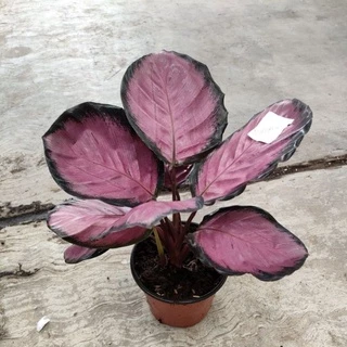 Jual bunga crimson Harga Terbaik & Termurah Juni 2024 | Shopee Indonesia