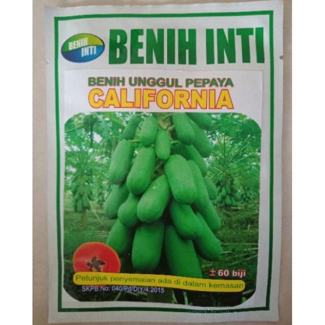 Jual CALIFORNIA Benih Inti isi 60 butir Benih Buah Pepaya Kalifornia ...