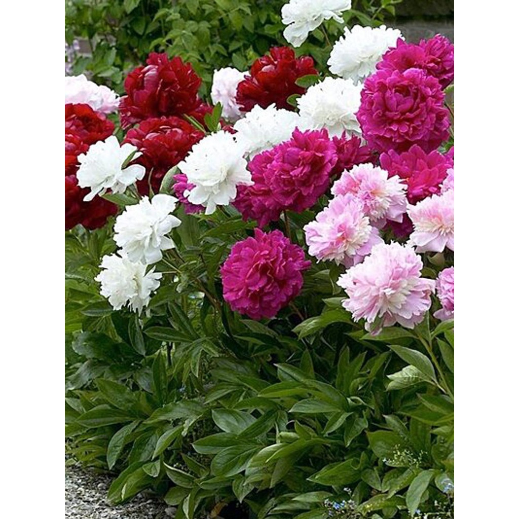 Jual Bibit Benih Biji Bunga Peony Mix Paeonia Lactiflora Flower - Biji ...