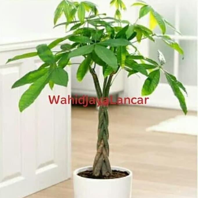 Jual Tanaman Hias/ Tanaman Indoor PACIRA/ Money Tree | Shopee Indonesia