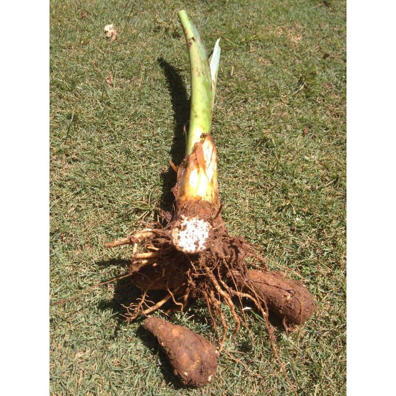 Jual Bibit Talas Beneng Talas Gajah talas umbi empuk pulen kualitas ...