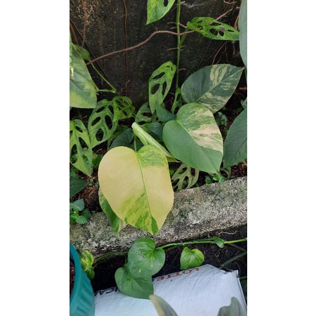Jual Monstera Marmorata | Shopee Indonesia