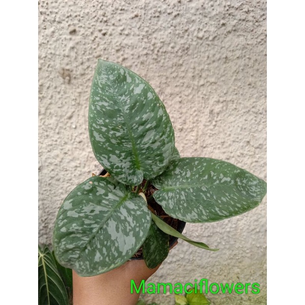 Jual tanaman homalomena army / sismatoglotis | Shopee Indonesia