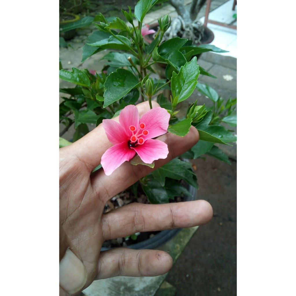 Jual Bunga Sepatu Mini | Shopee Indonesia