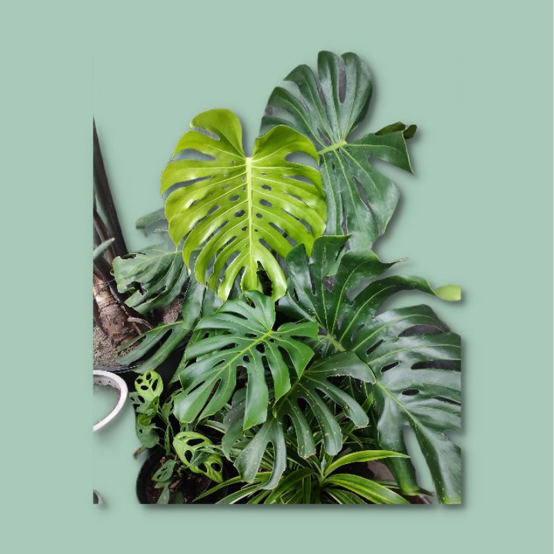 Jual Monstera Deliciousa King / Monstera King Dewasa / Mosntera King ...