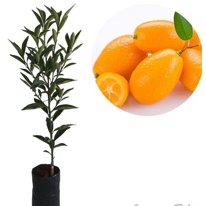 Jual Pr0Duk Bibit Buah Jeruk Nagami Super Mini Dan Unik | Shopee Indonesia