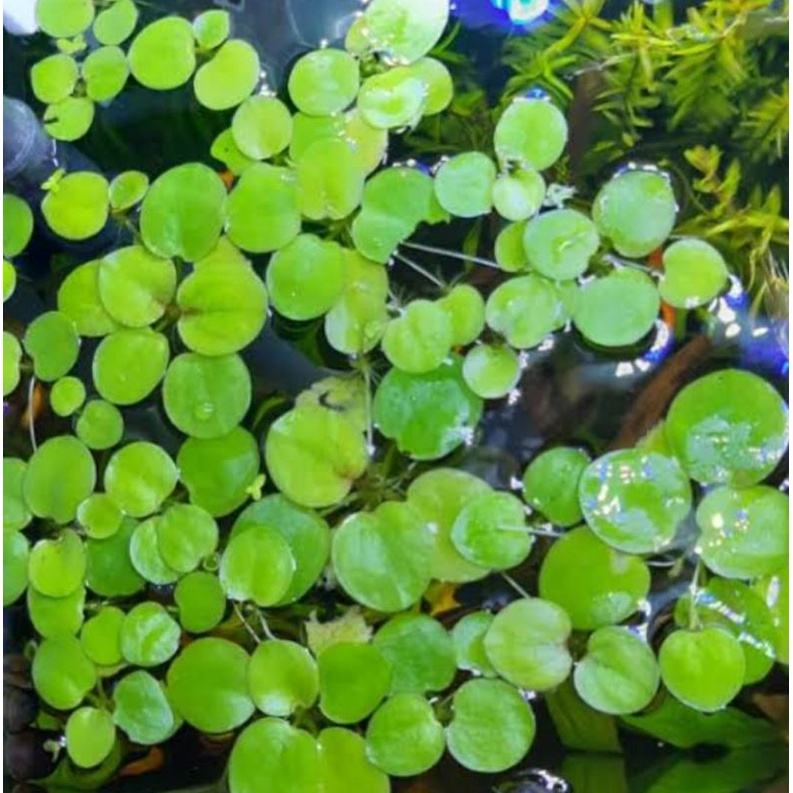 Jual tanaman air / tanaman forbit kemasan satu plastik1/5 full | Shopee ...