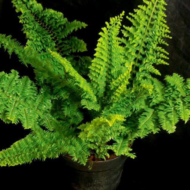 Jual PAKIS BOSTON #pemberih udara terbaik) | Shopee Indonesia