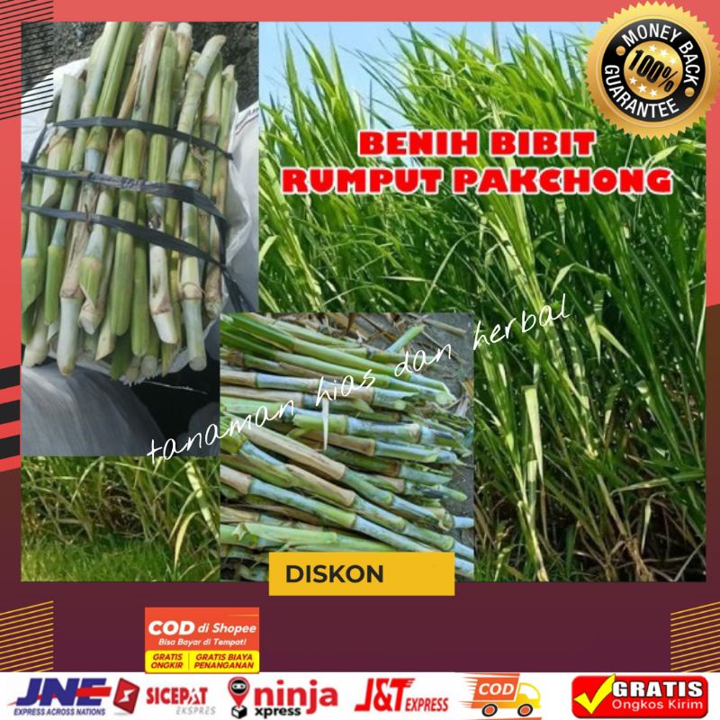 Jual Bibit tanaman rumput pakcong napier super termurah per1kg isi 25 ...