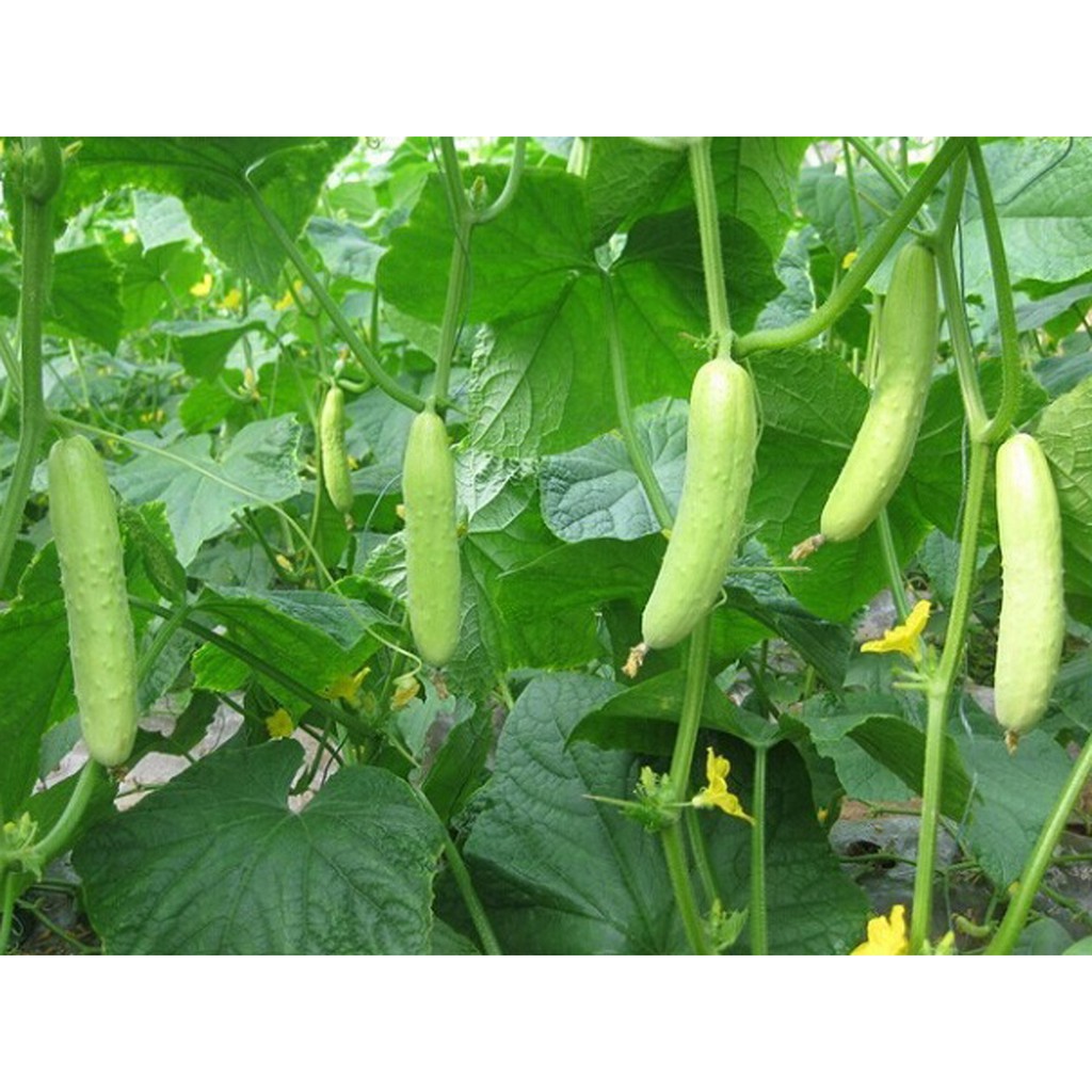 Jual Biji Sayur Timun - Bibit Tanaman Sayur Timun - Benih Sayuran Timun ...